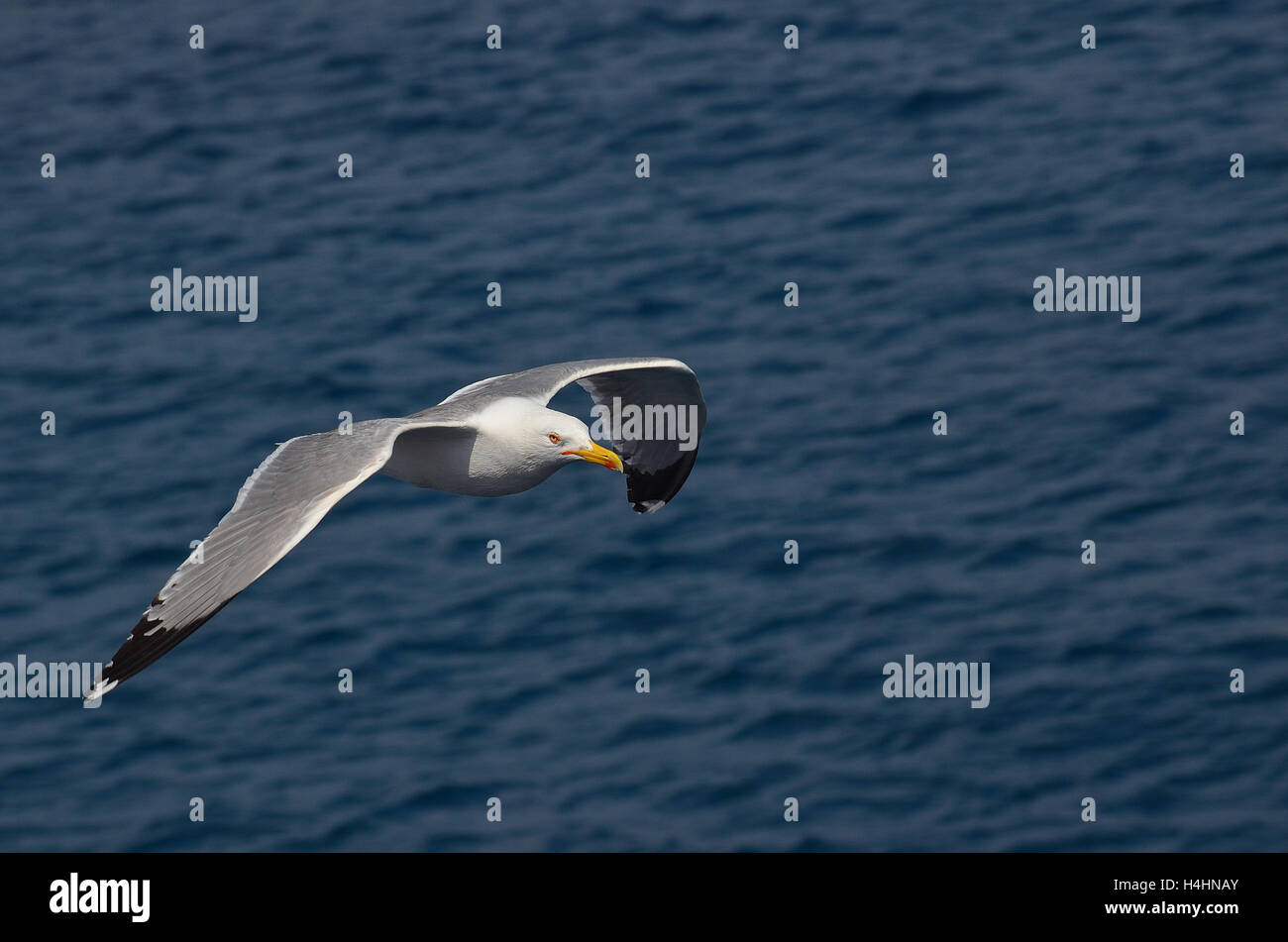 Brid hi-res stock photography and images - Alamy