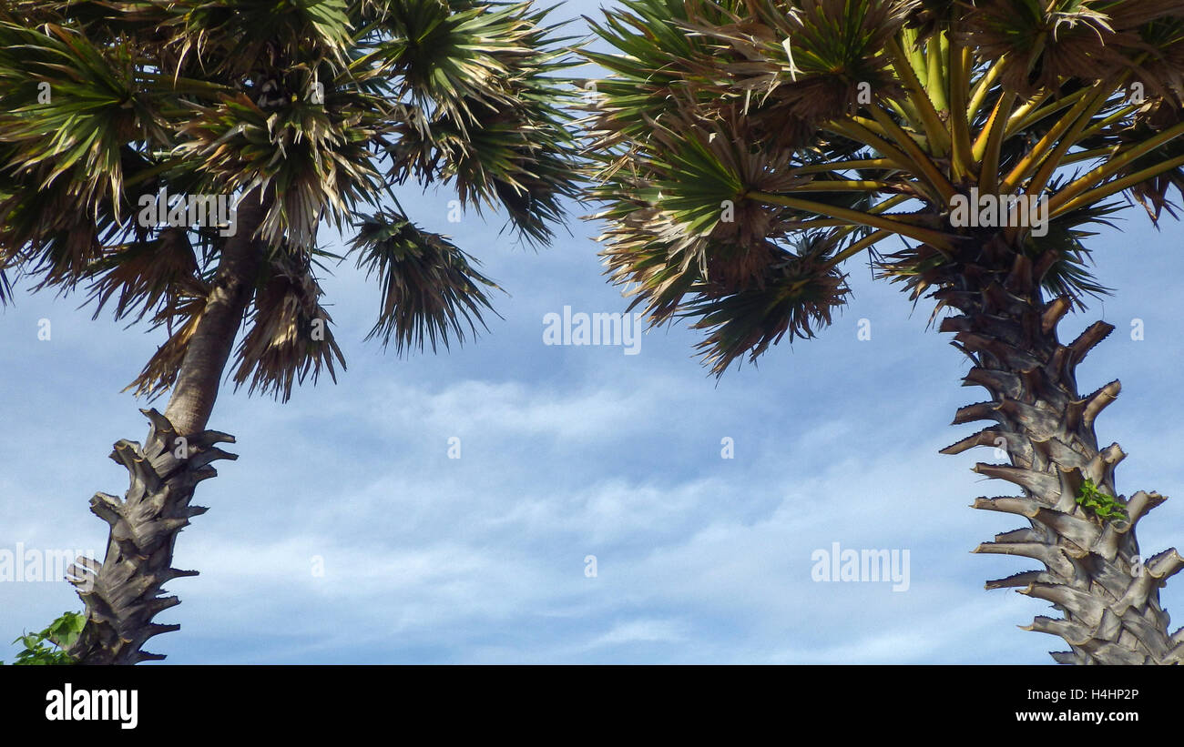 two coconut plam tree on sky background Stock Photo - Alamy