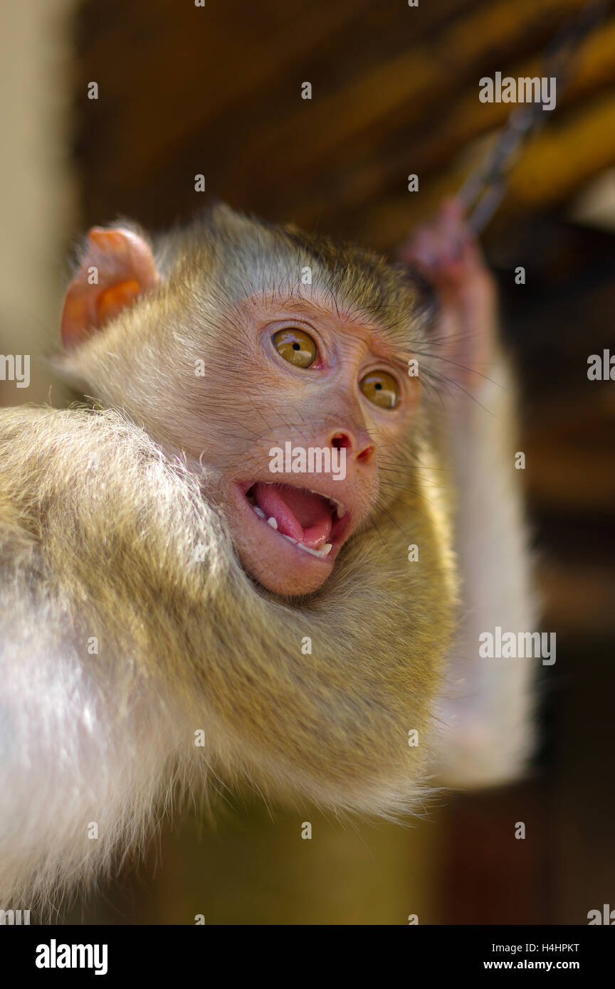 Monkey in chains hi-res stock photography and images - Alamy