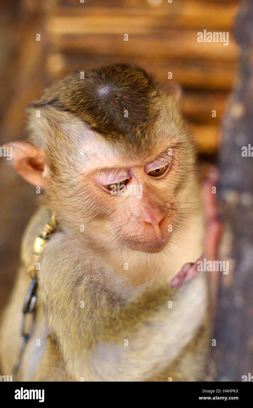 Monkey in chains hi-res stock photography and images - Alamy