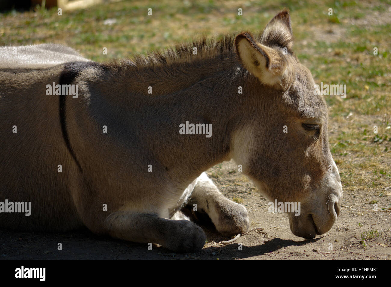a grey Donkey lying on the ground Stock Photo - Alamy