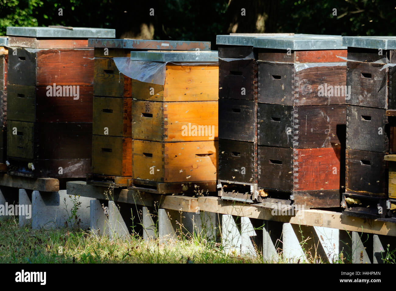 Beehives in field with trees in background hi-res stock photography and ...