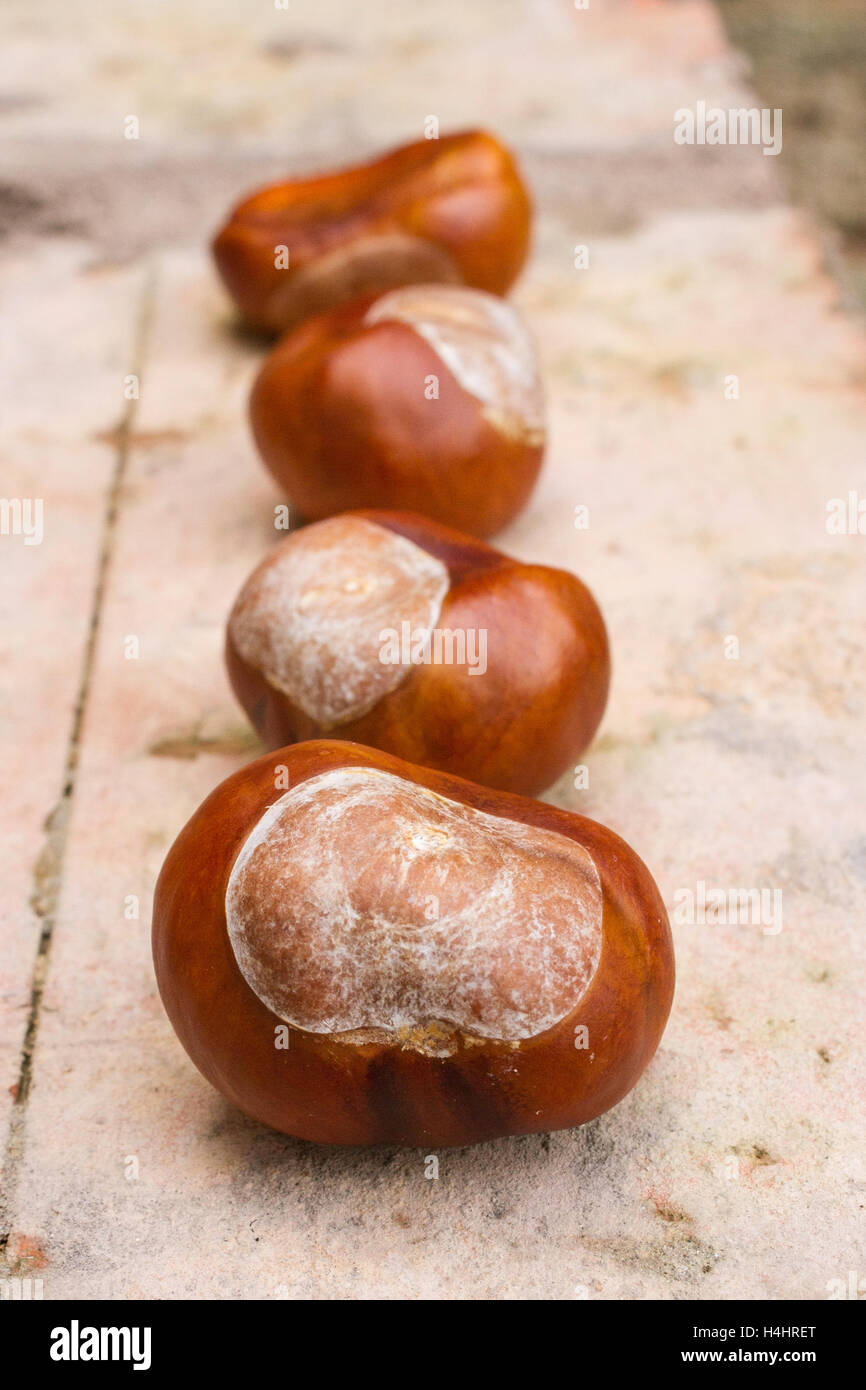Conkers, Horse chestnut Seeds Stock Photo - Alamy