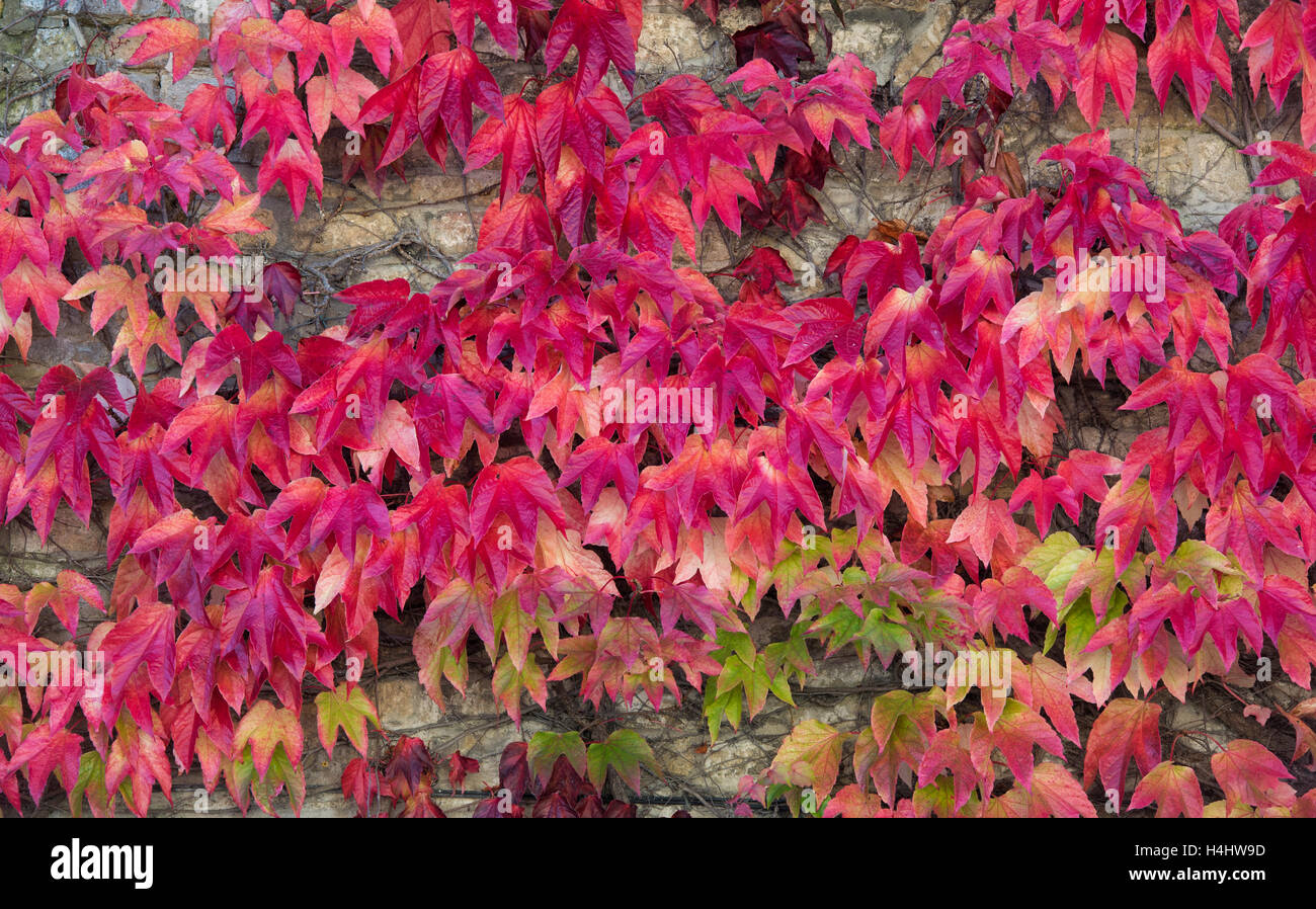 Parthenocissus tricuspidata. Boston Ivy / Japanese Creeper in autumn on ...