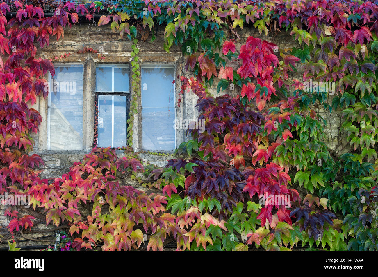 English ivy damage hi-res stock photography and images - Alamy