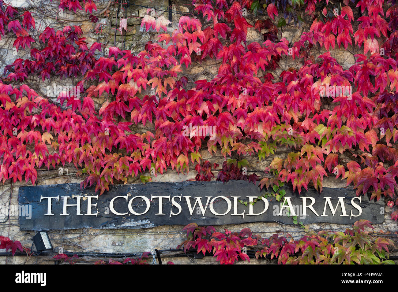 Parthenocissus tricuspidata. Boston Ivy / Japanese Creeper in autumn on ...