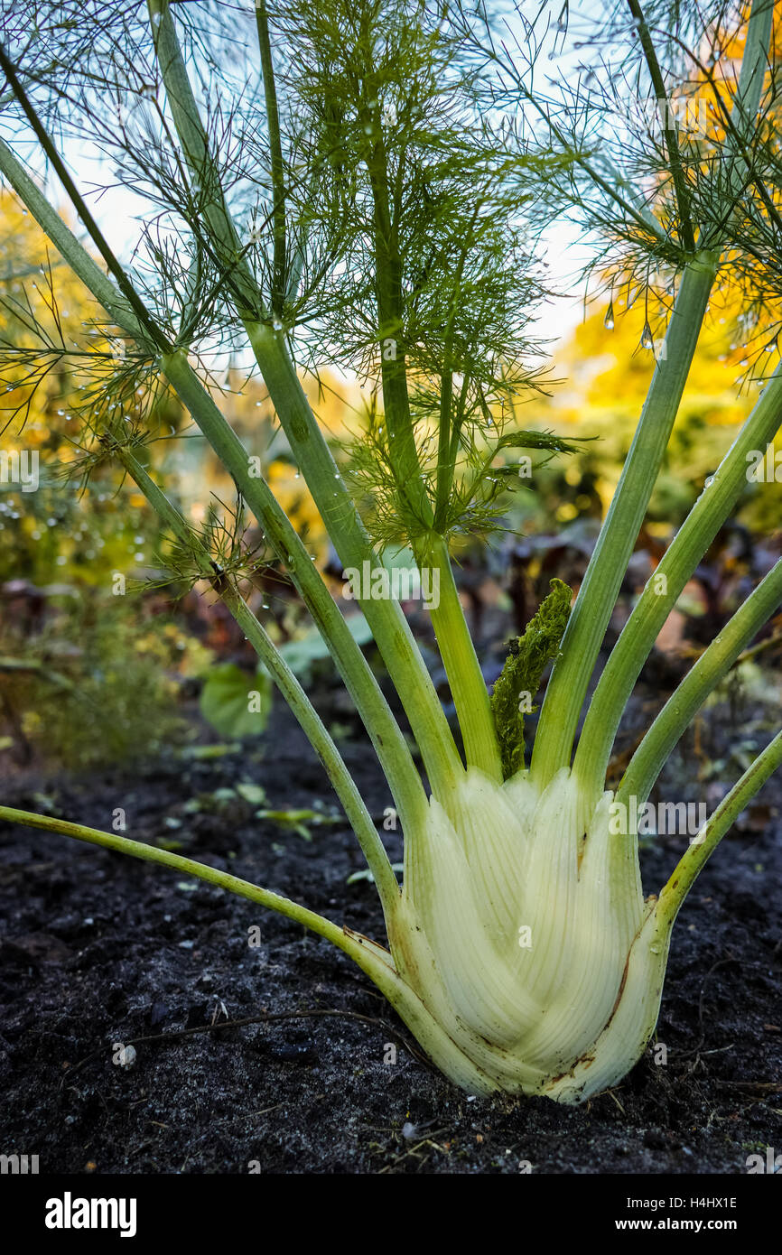 Fennel plant growing in the herbs and vegetables garden Stock Photo - Alamy