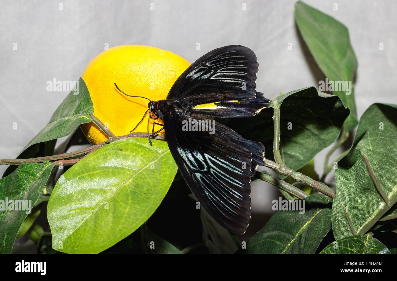 Tropical butterfly Troides rhadamantus Stock Photo - Alamy