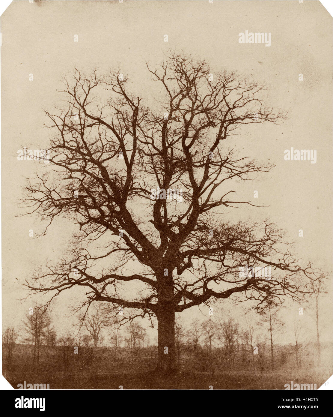 British oak tree hi-res stock photography and images - Alamy