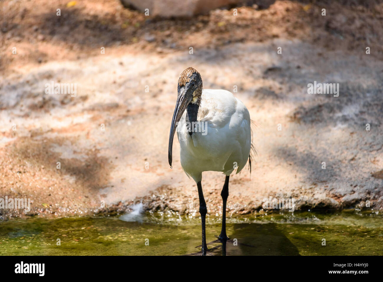 Wild African Sacred Ibis Bird Stock Photo - Alamy