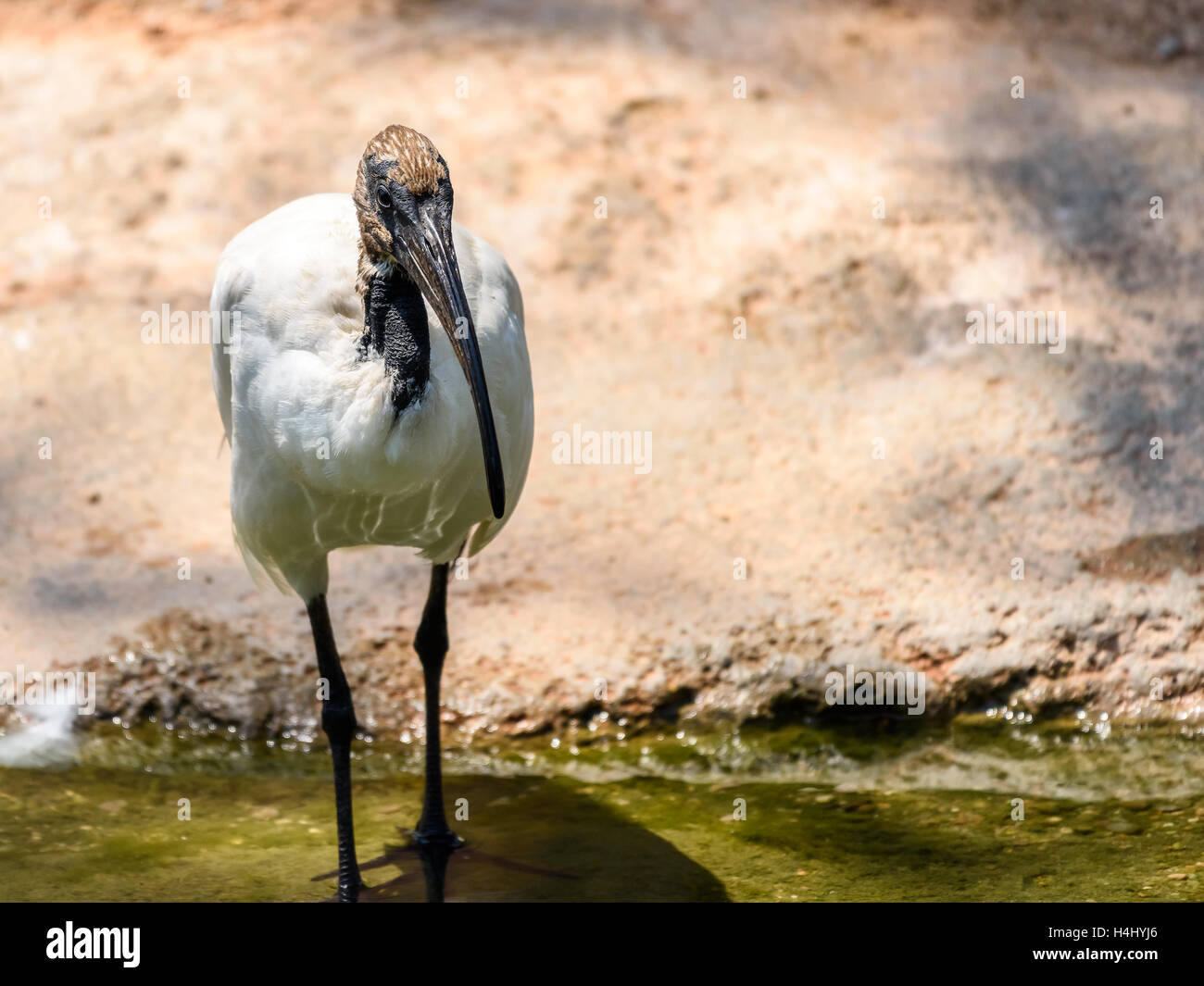 Ibis bird hi-res stock photography and images - Alamy