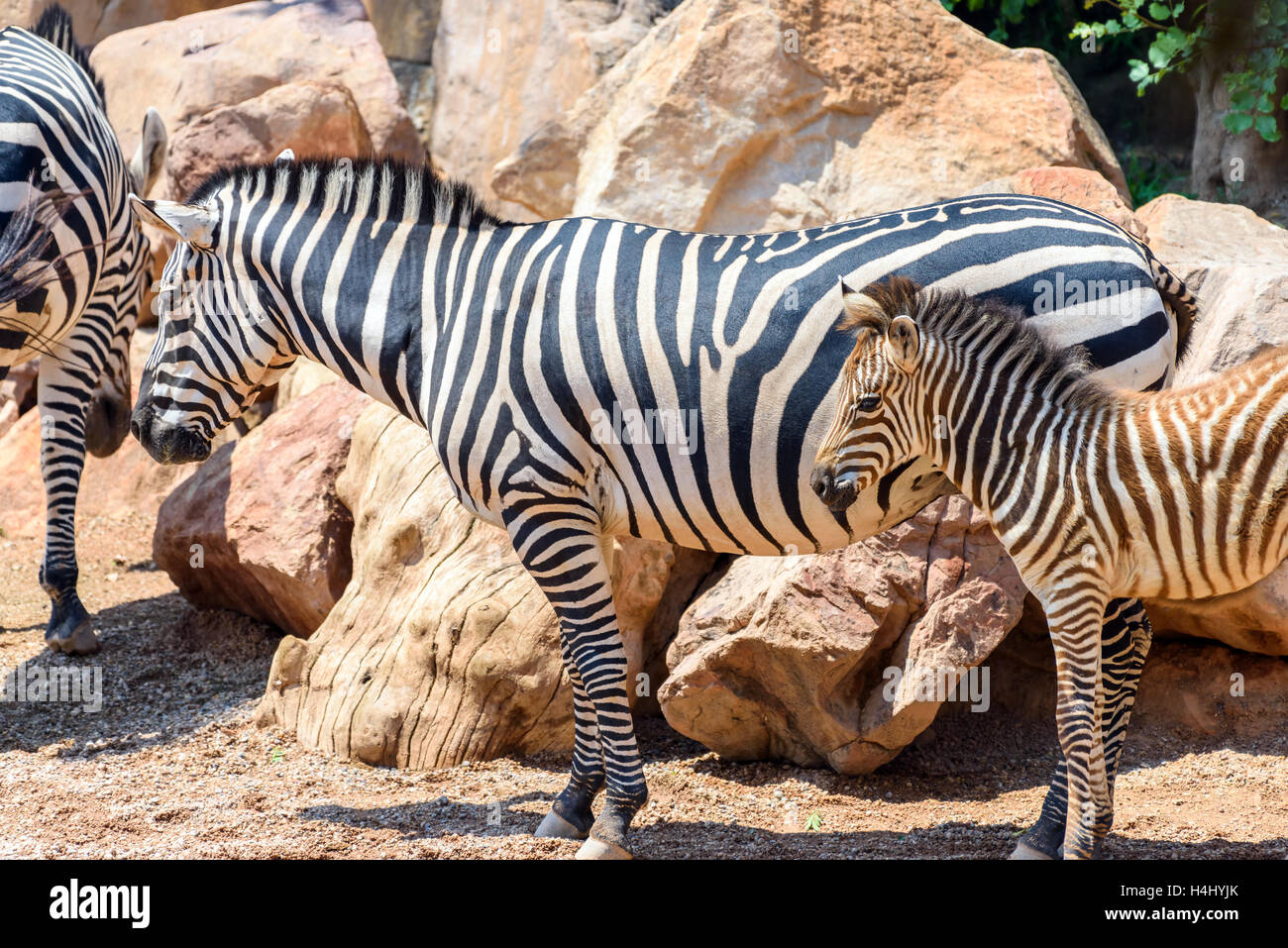 Zebra calf hi-res stock photography and images - Alamy