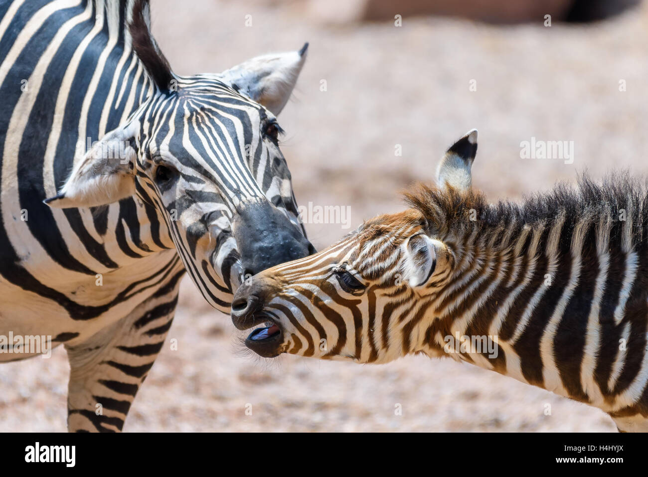 Zebra calf hi-res stock photography and images - Alamy
