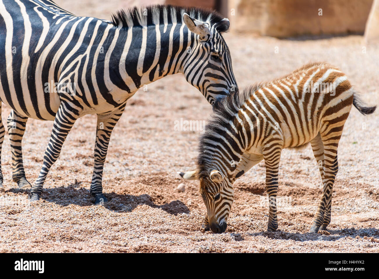 Zebra calf hi-res stock photography and images - Alamy