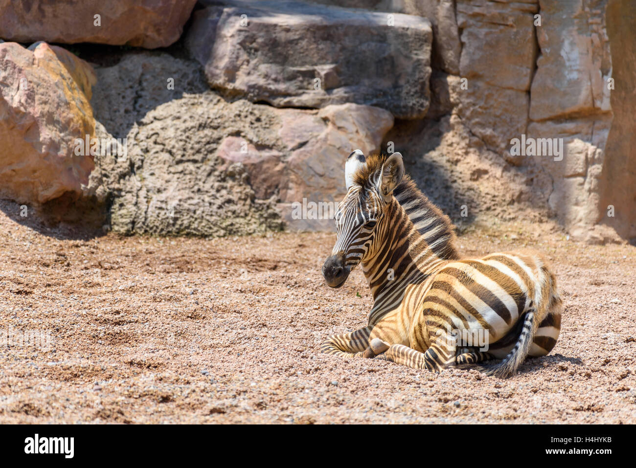 Baby Zebra In African Savanna Stock Photo - Alamy