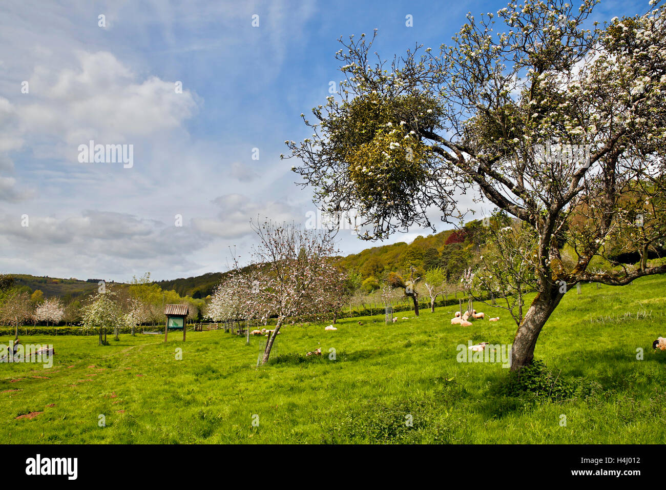 Sheep uk orchard hi-res stock photography and images - Alamy