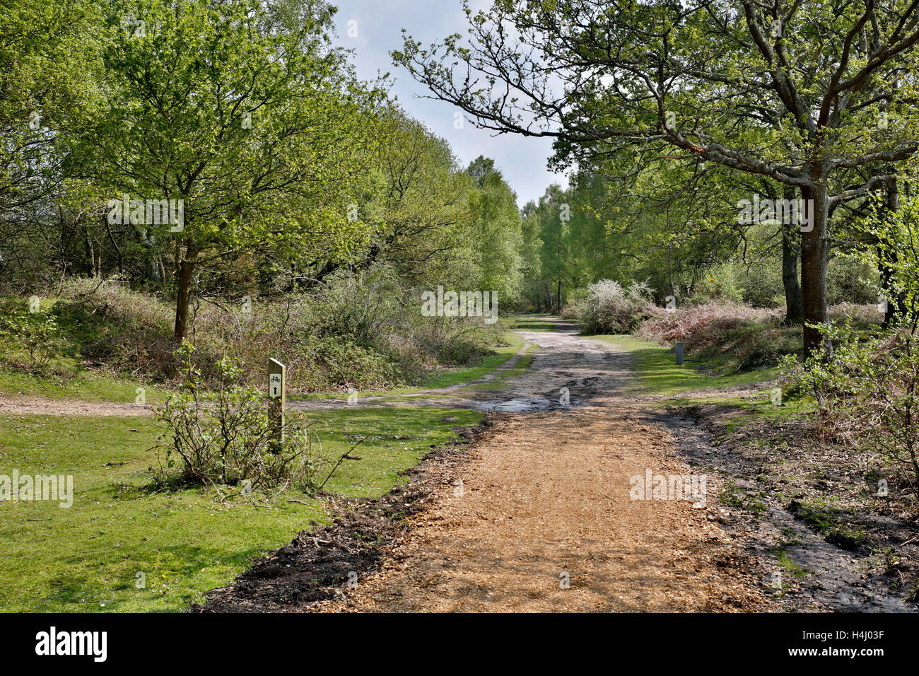 New Forest; Burley; UK Stock Photo - Alamy