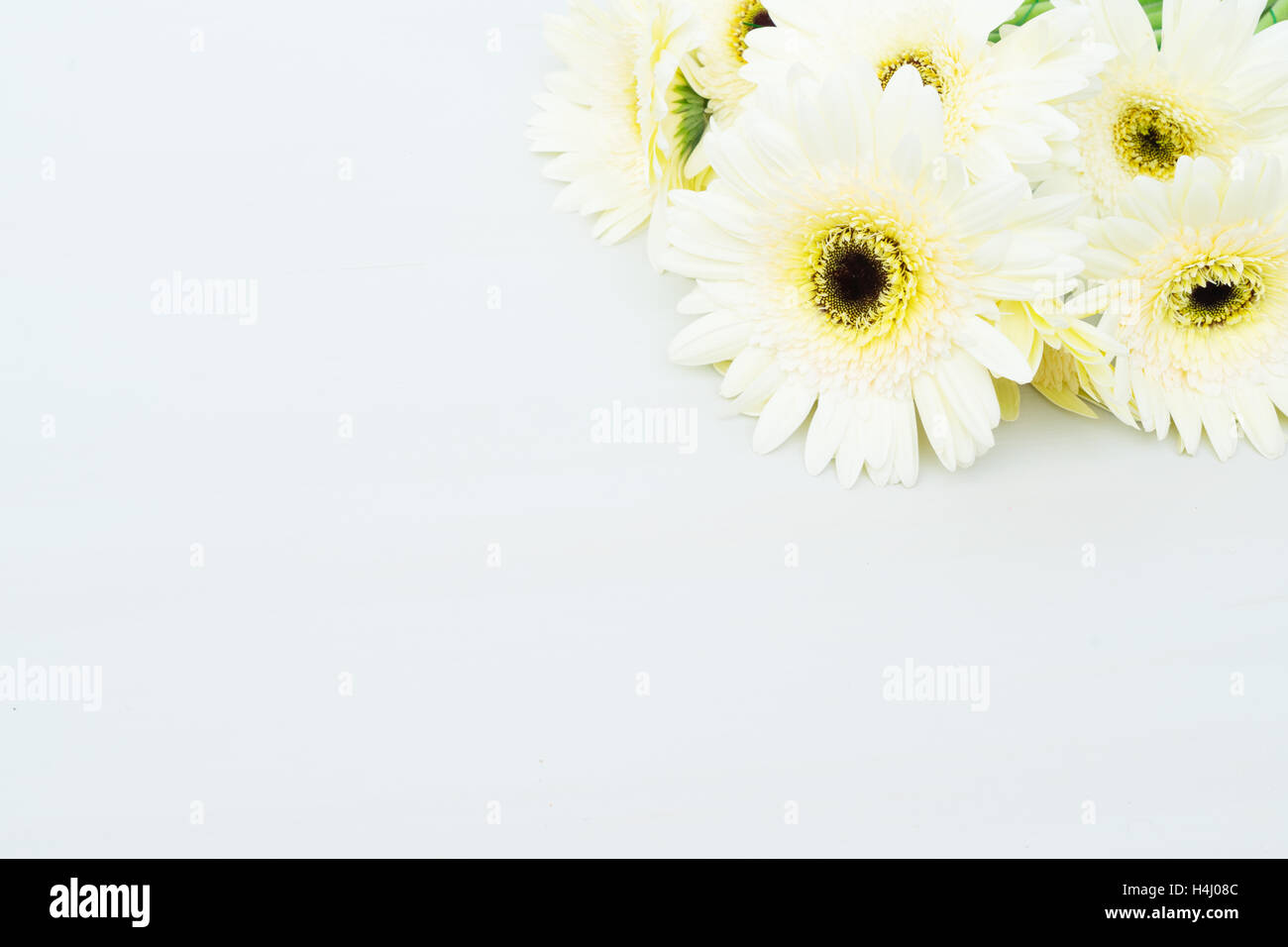 Beige gerbera flowers Stock Photo - Alamy