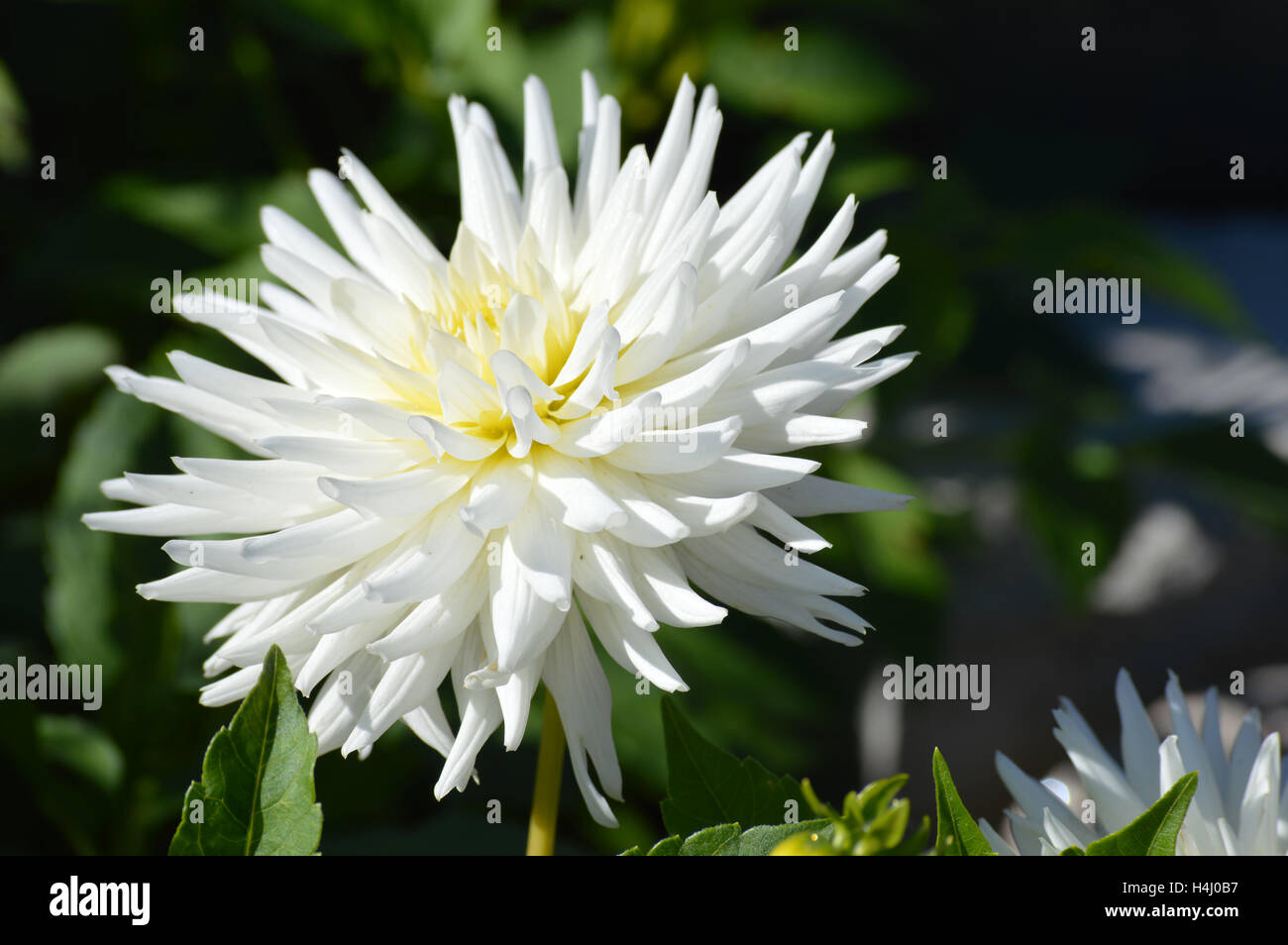 White Dahlia Flower Stock Photo - Alamy