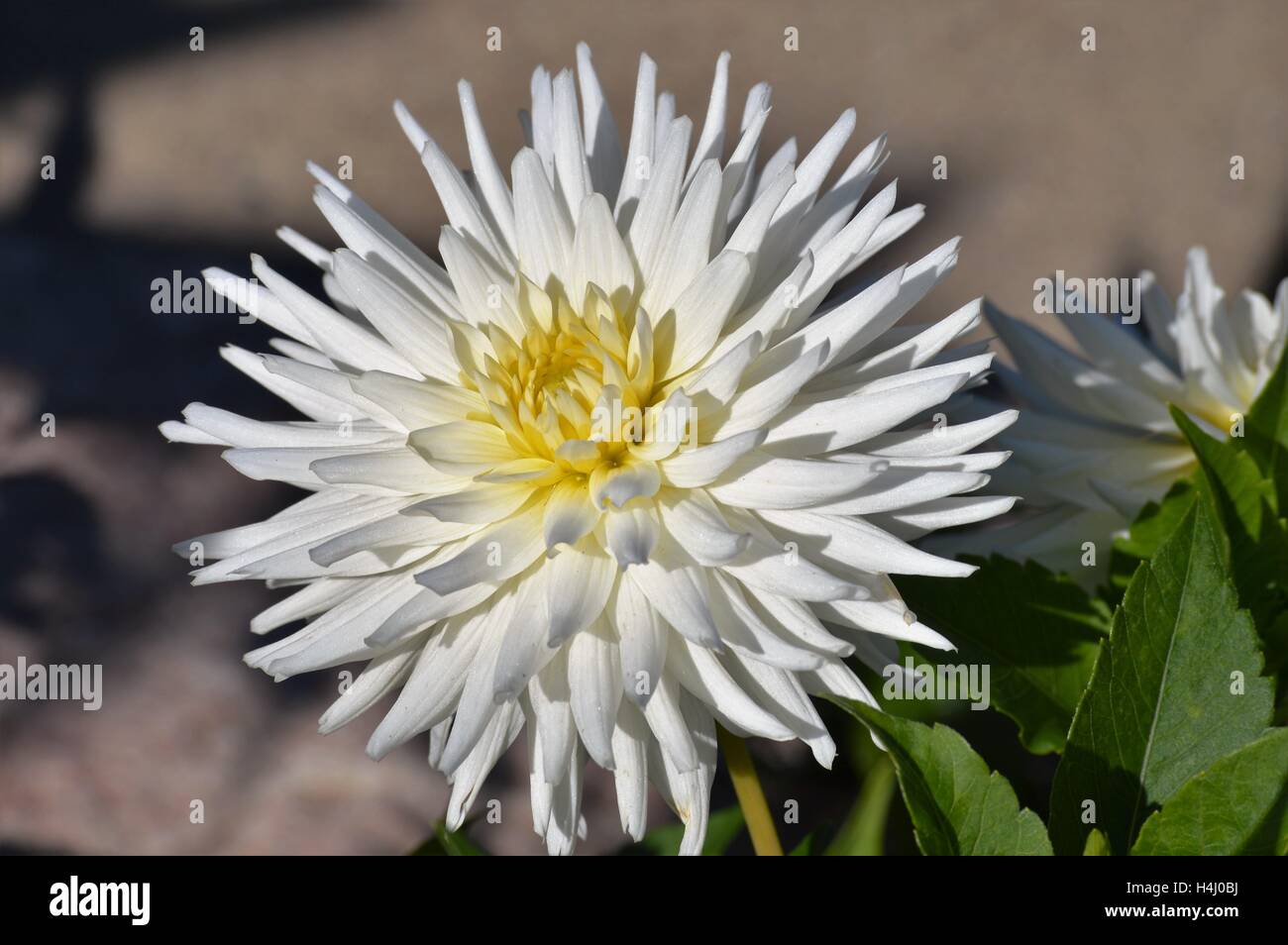 White Dahlia Flower Stock Photo - Alamy