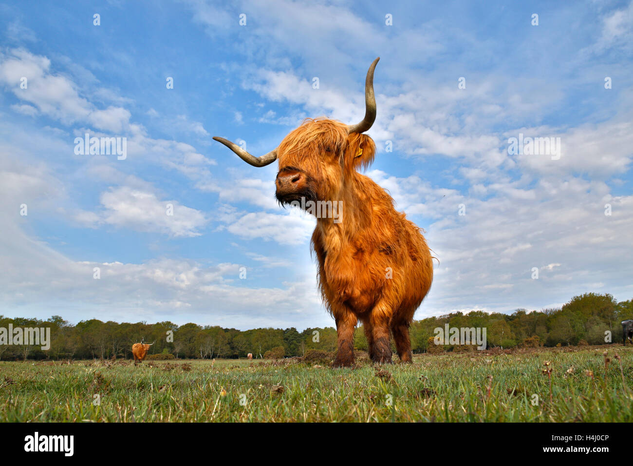 Highland Animal High Resolution Stock Photography and Images - Alamy