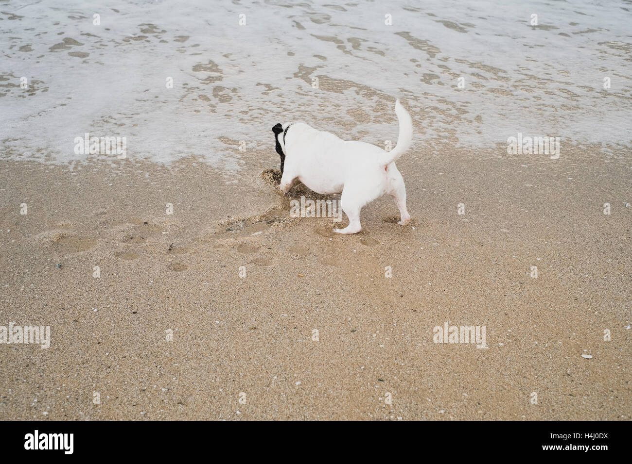 Jack Russell On The Beach High Resolution Stock Photography and Images ...