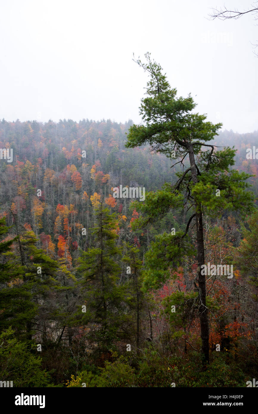 Colorful pine trees background fall hi-res stock photography and images ...