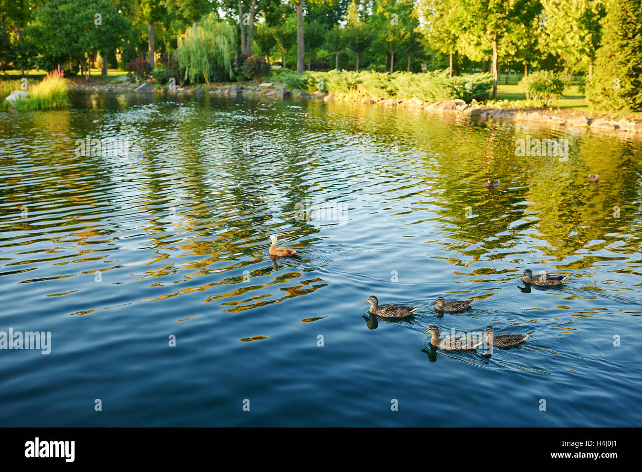Ducks and a drake swim on water in pond Stock Photo - Alamy