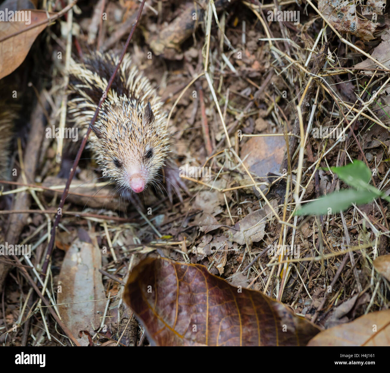 Tenrec in forests mahe seychelles hi-res stock photography and images ...