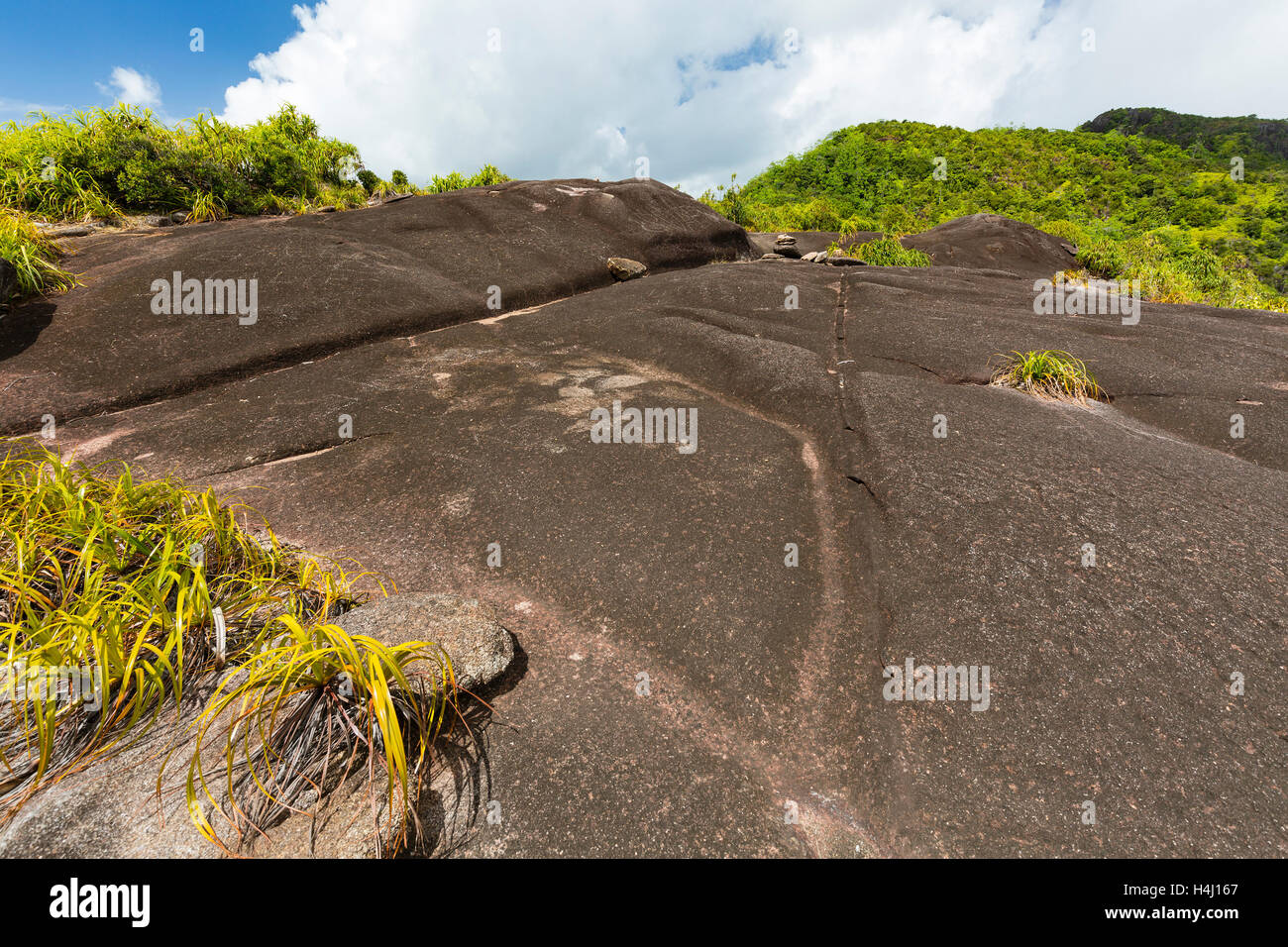 Mount copolia hi-res stock photography and images - Alamy