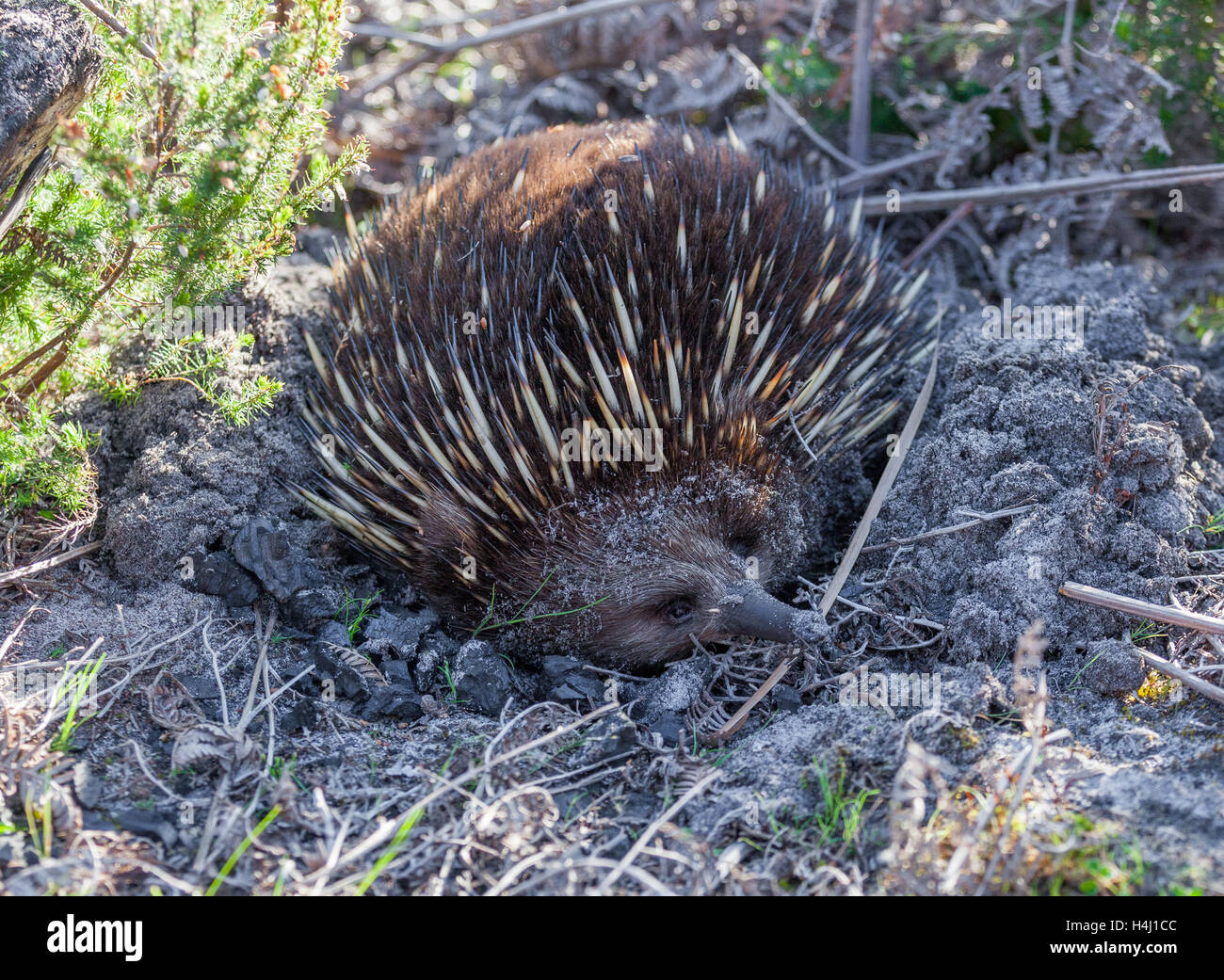 Short beaked echidna australia hi-res stock photography and images - Alamy