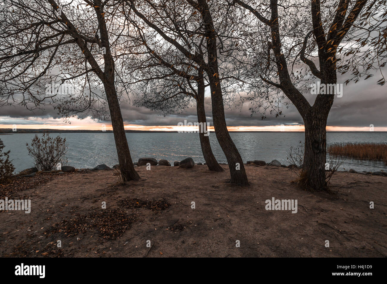 autumn dance of trees Stock Photo - Alamy
