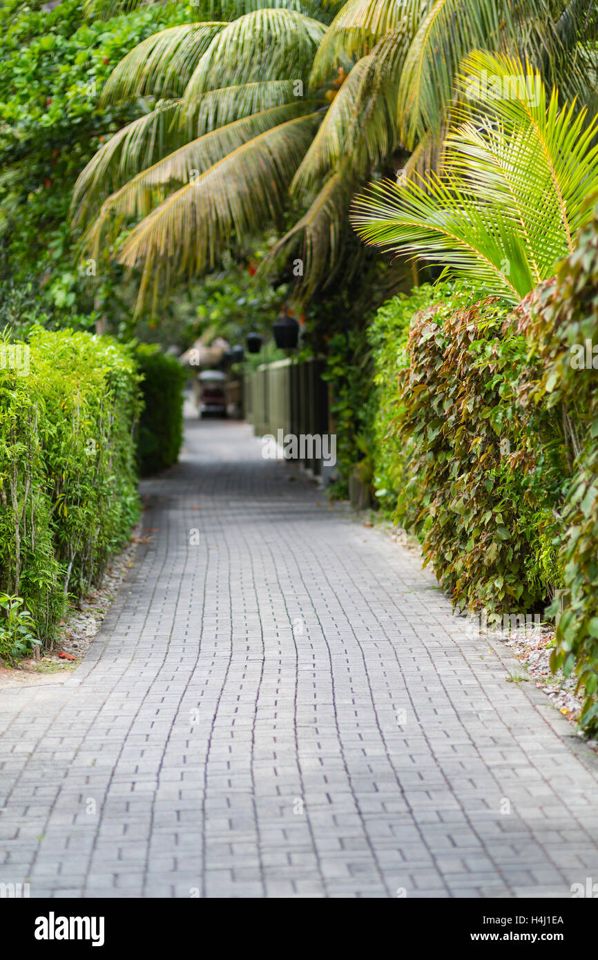 A small way into a hotel resort like a green tunnel with palm trees and ...