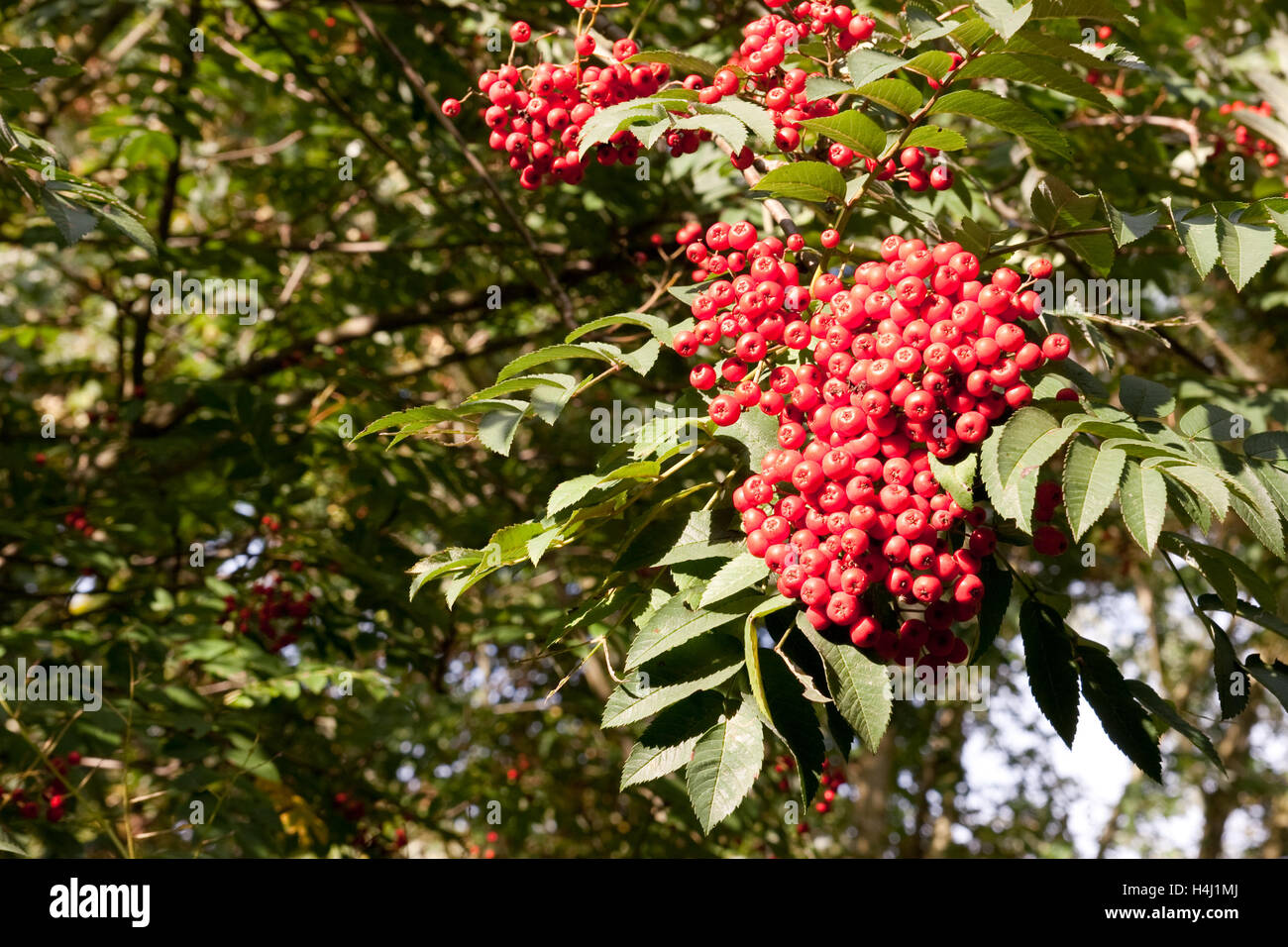 Sorbus aucuparia tree hi-res stock photography and images - Alamy