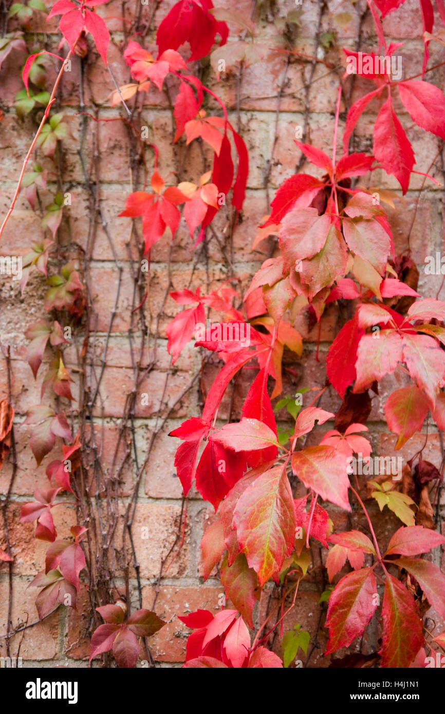 Virginia creeper red wall hi-res stock photography and images - Alamy