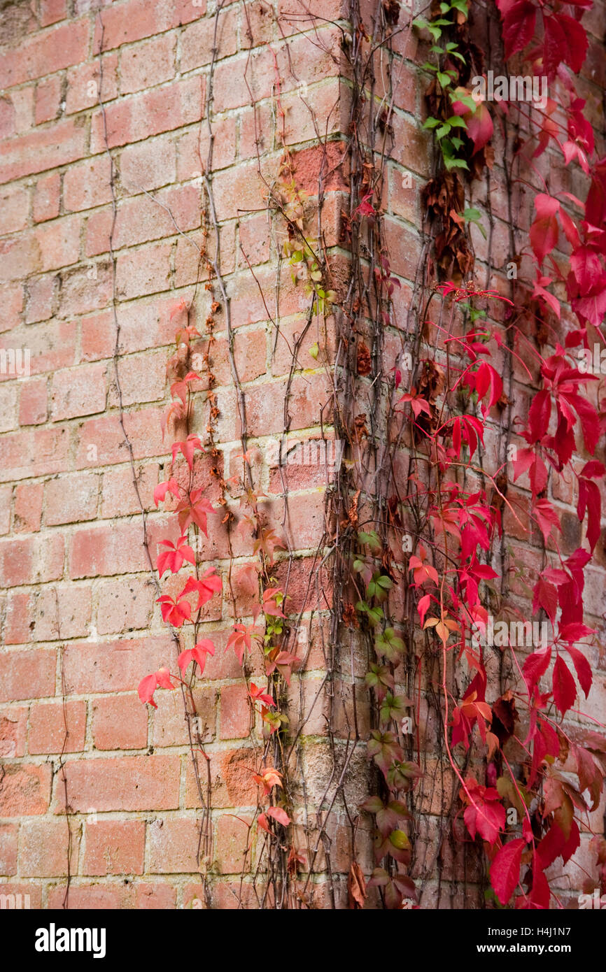 Red climbing wall hi-res stock photography and images - Alamy