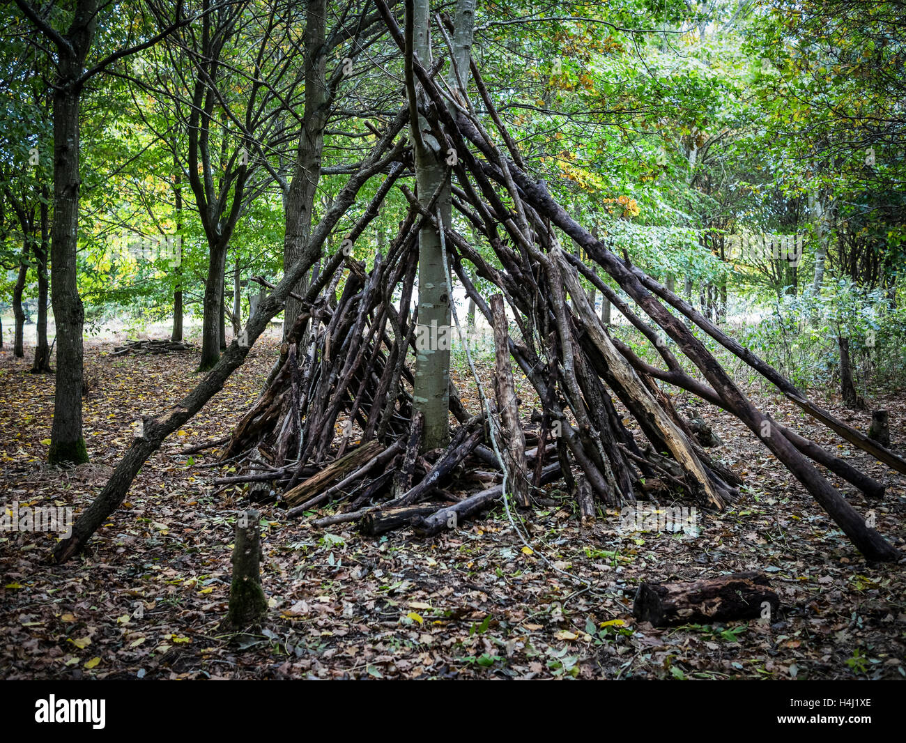 Den building forest hi-res stock photography and images - Alamy