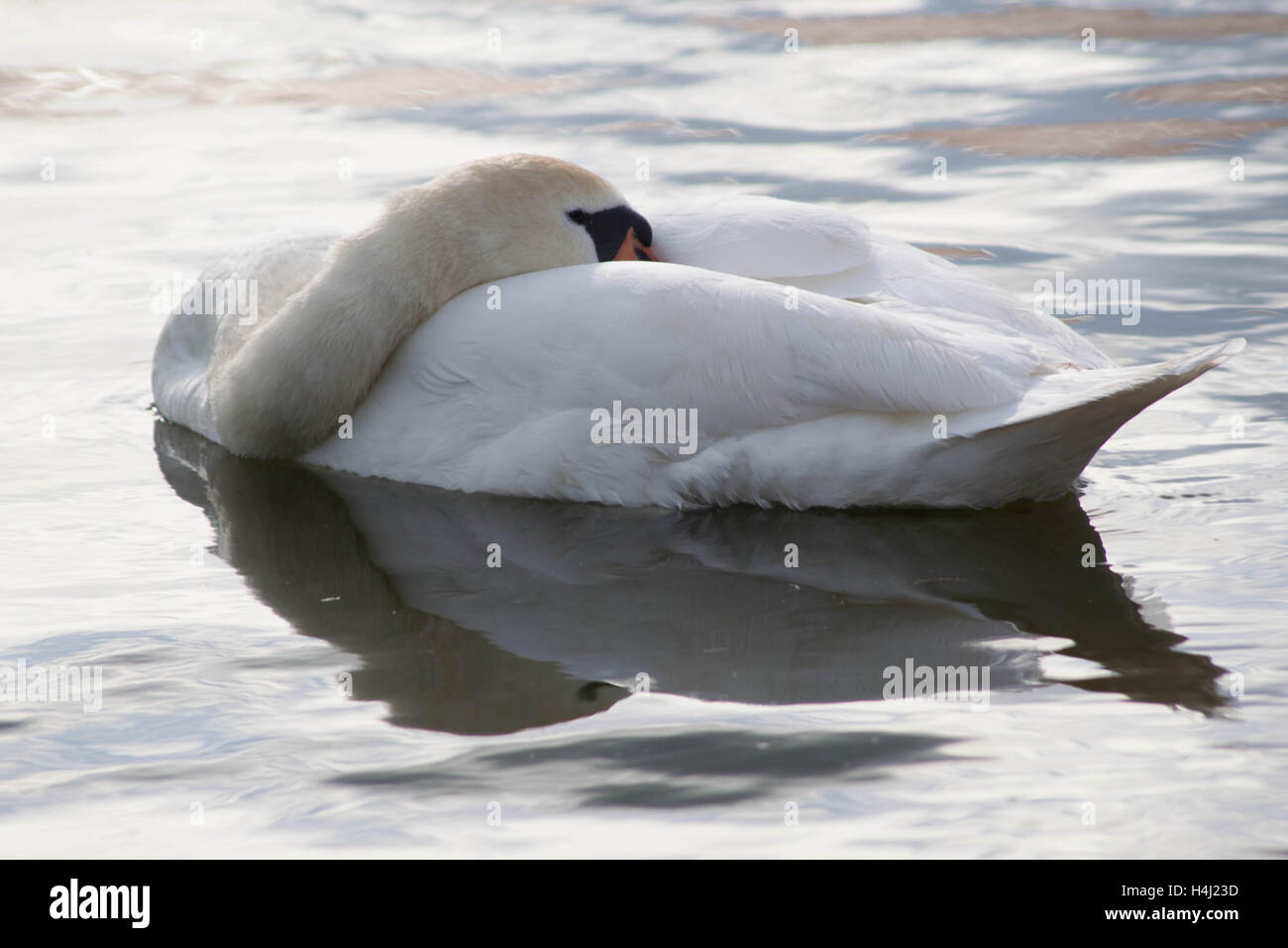 Swan with reflection Stock Photo - Alamy