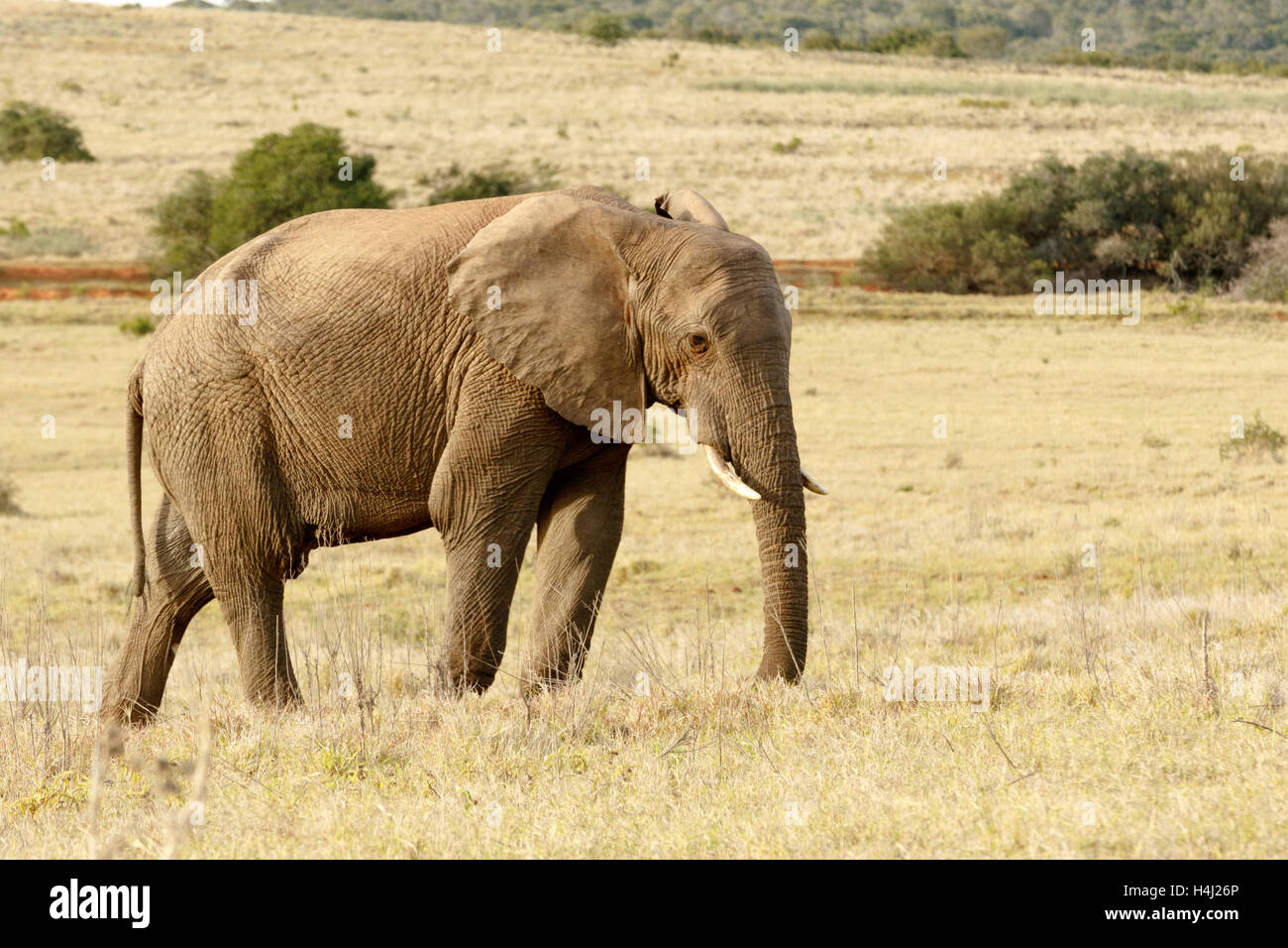 Elephant standing and having a thinking moment in a open yellow field ...
