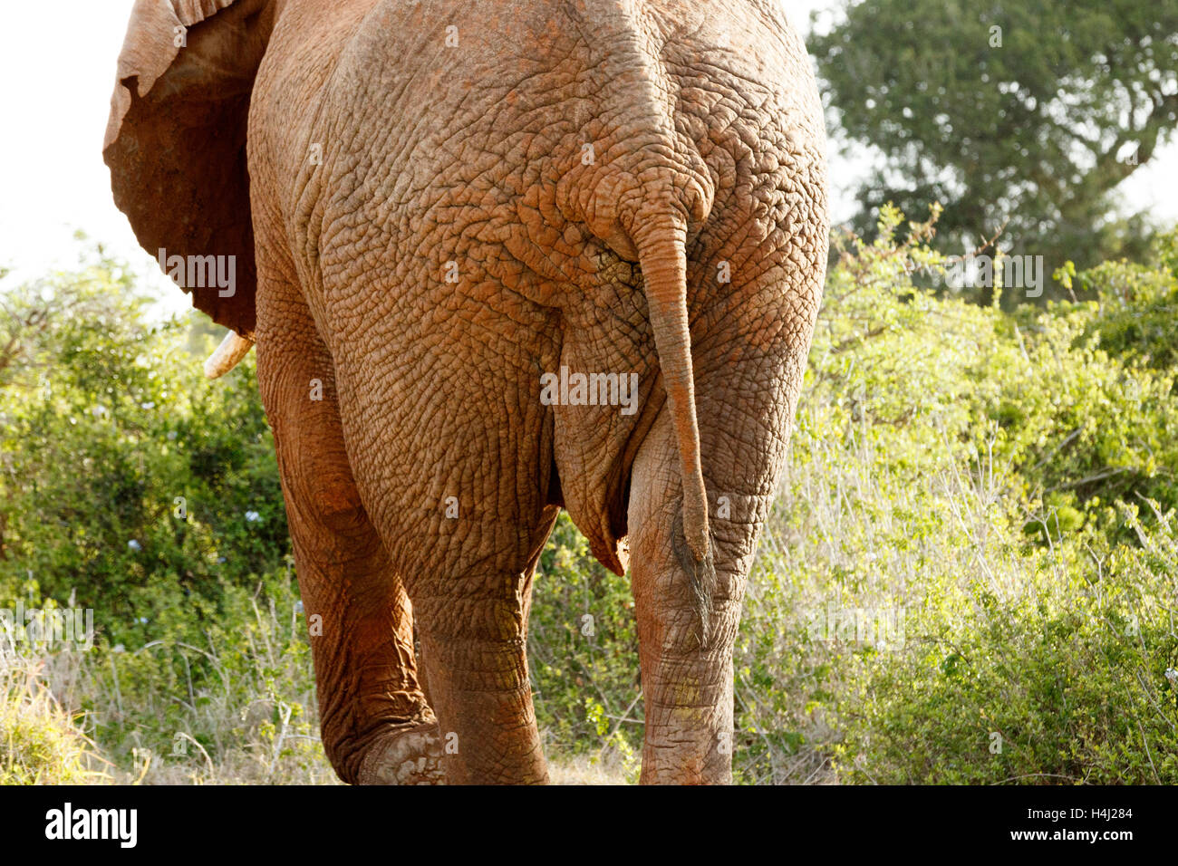Close up of the backside of The African bush elephant Stock Photo - Alamy