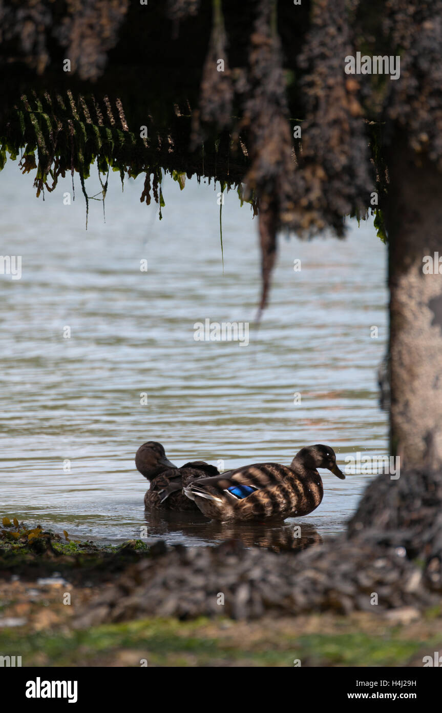 Banded Duck Stock Photos & Banded Duck Stock Images - Alamy
