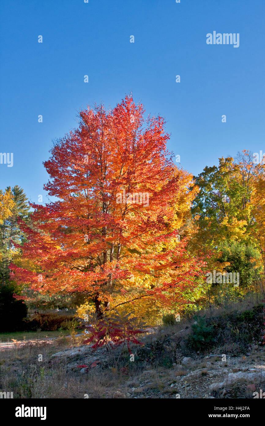 New Hampshire, autumn, Pinkham Notch, fall, foliage, color, leaves, White Mountains, Wildcat ...