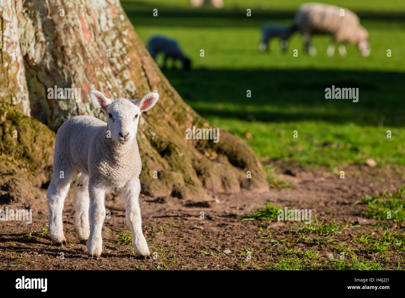 Baby lamb field hi-res stock photography and images - Alamy