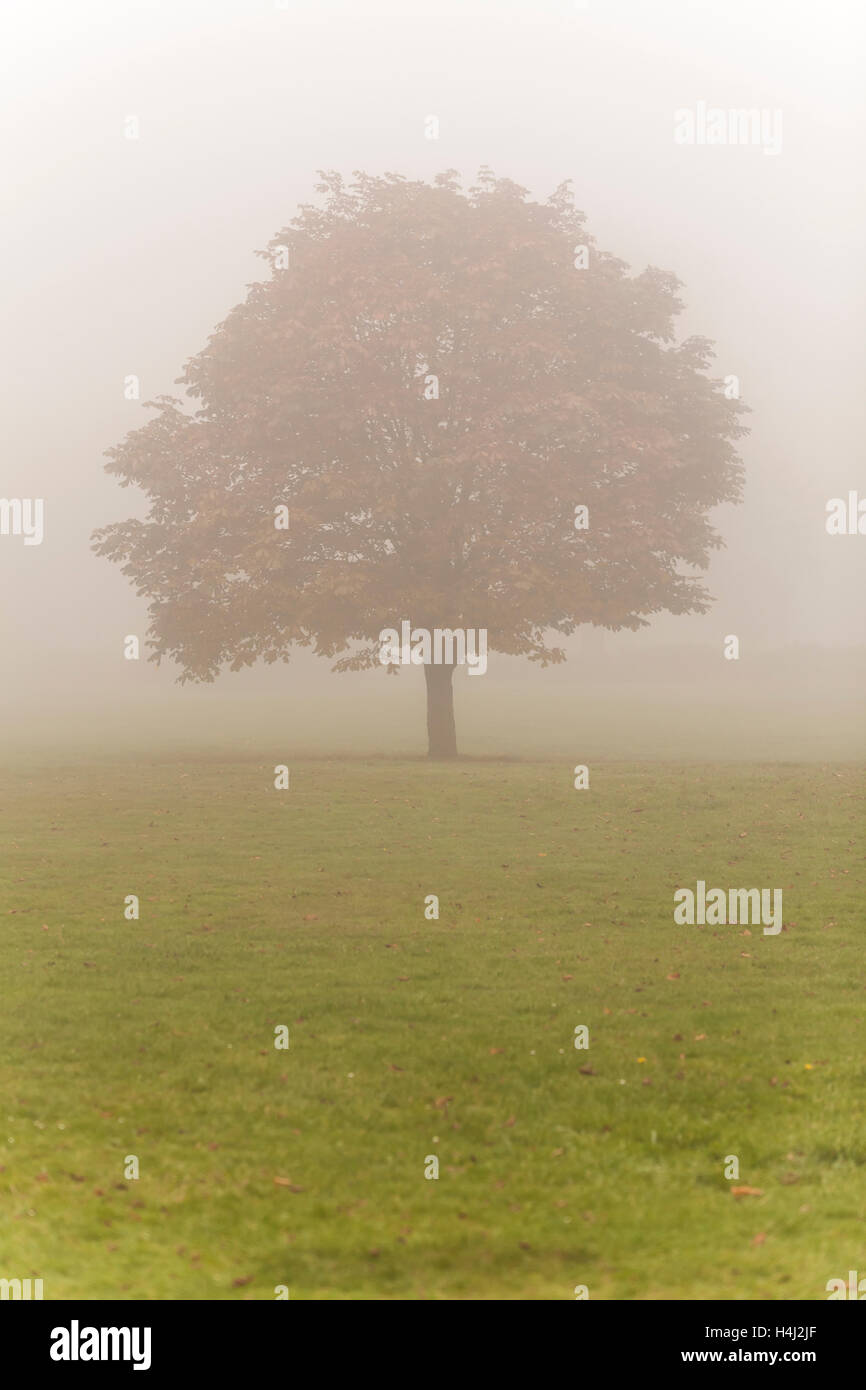 Tree in mist hi-res stock photography and images - Alamy