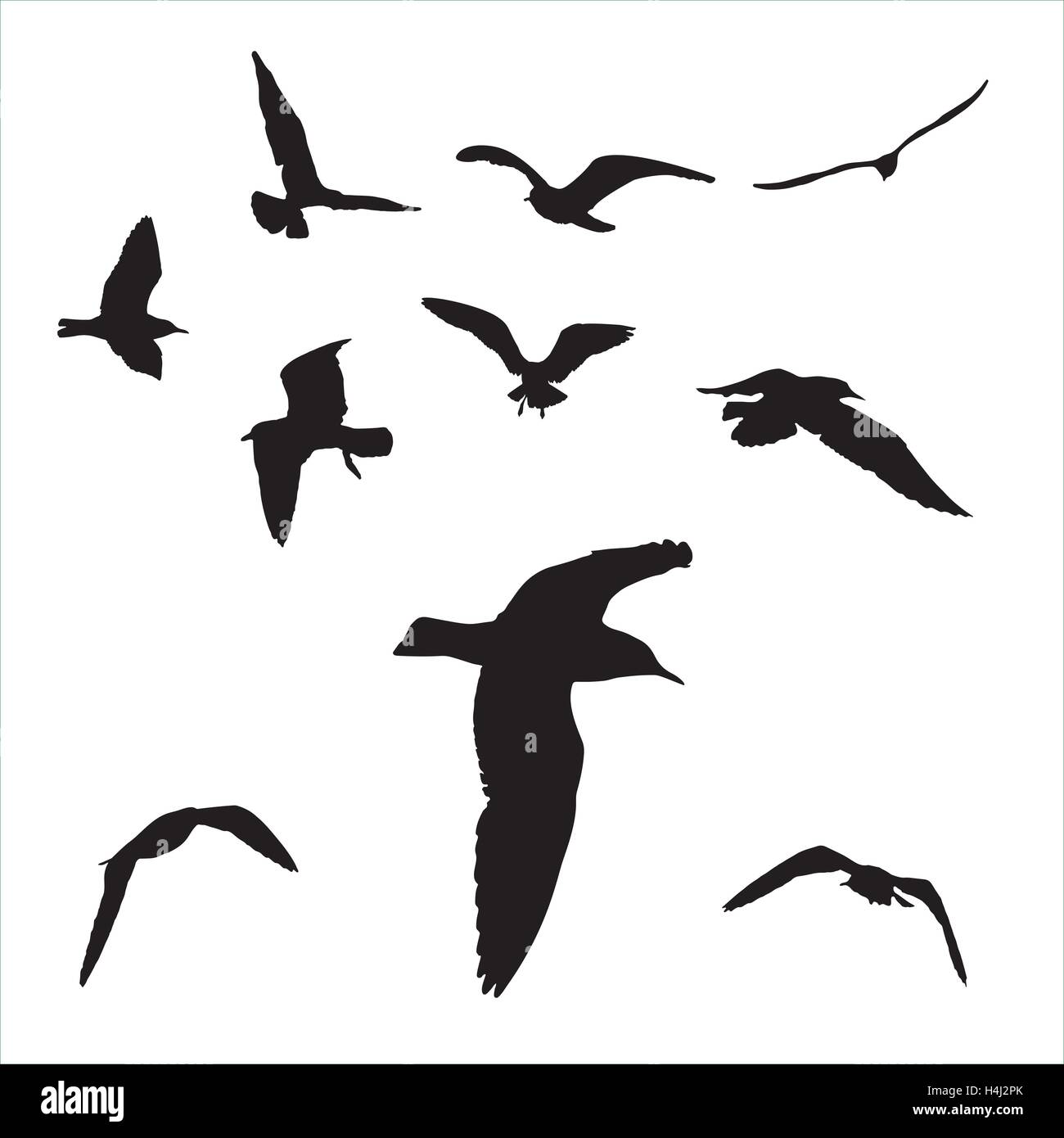 Vector set - seagull silhouette on white background collection Stock ...