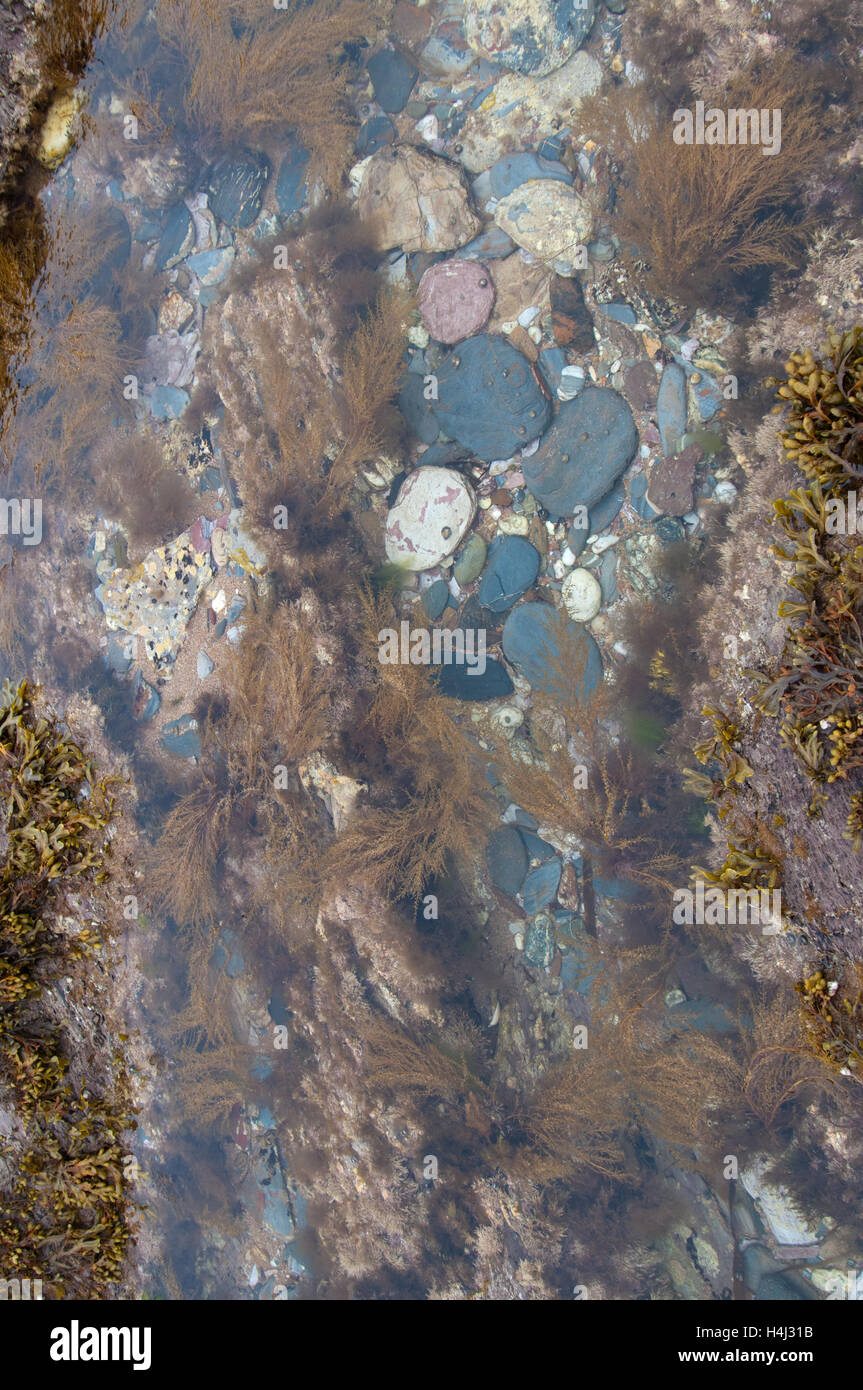 Rock pool, Devon Stock Photo - Alamy