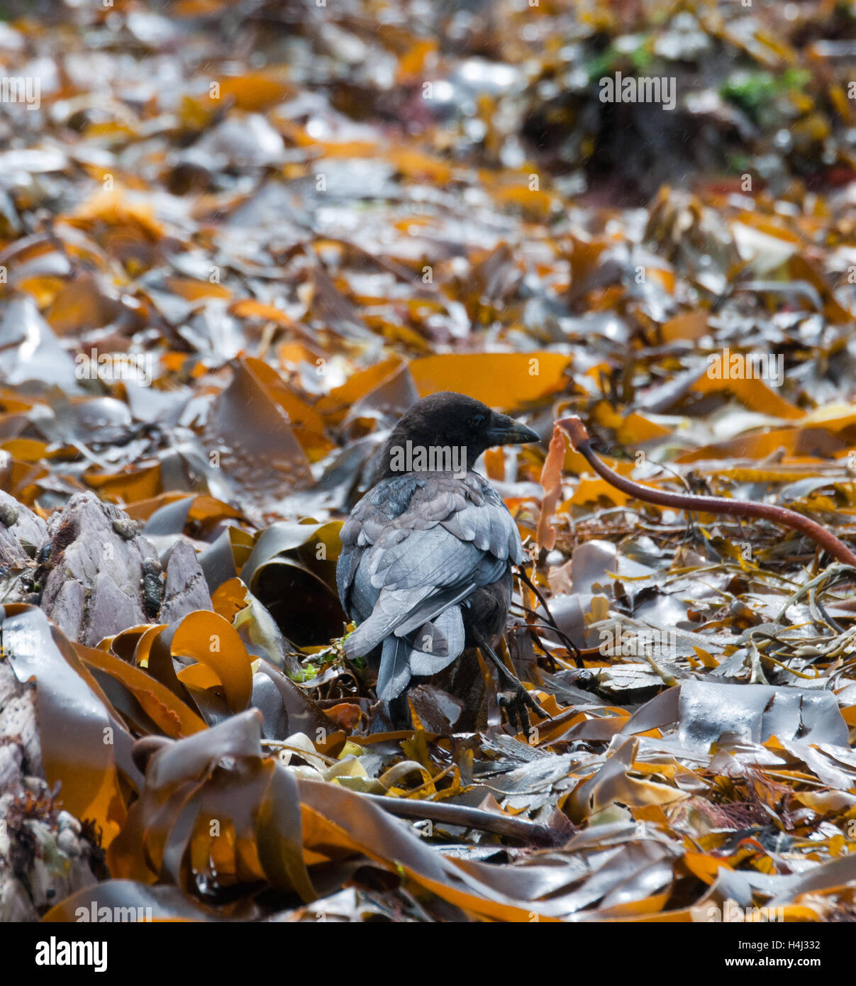 Crow (Corvus corone) amongst sea weed Stock Photo - Alamy