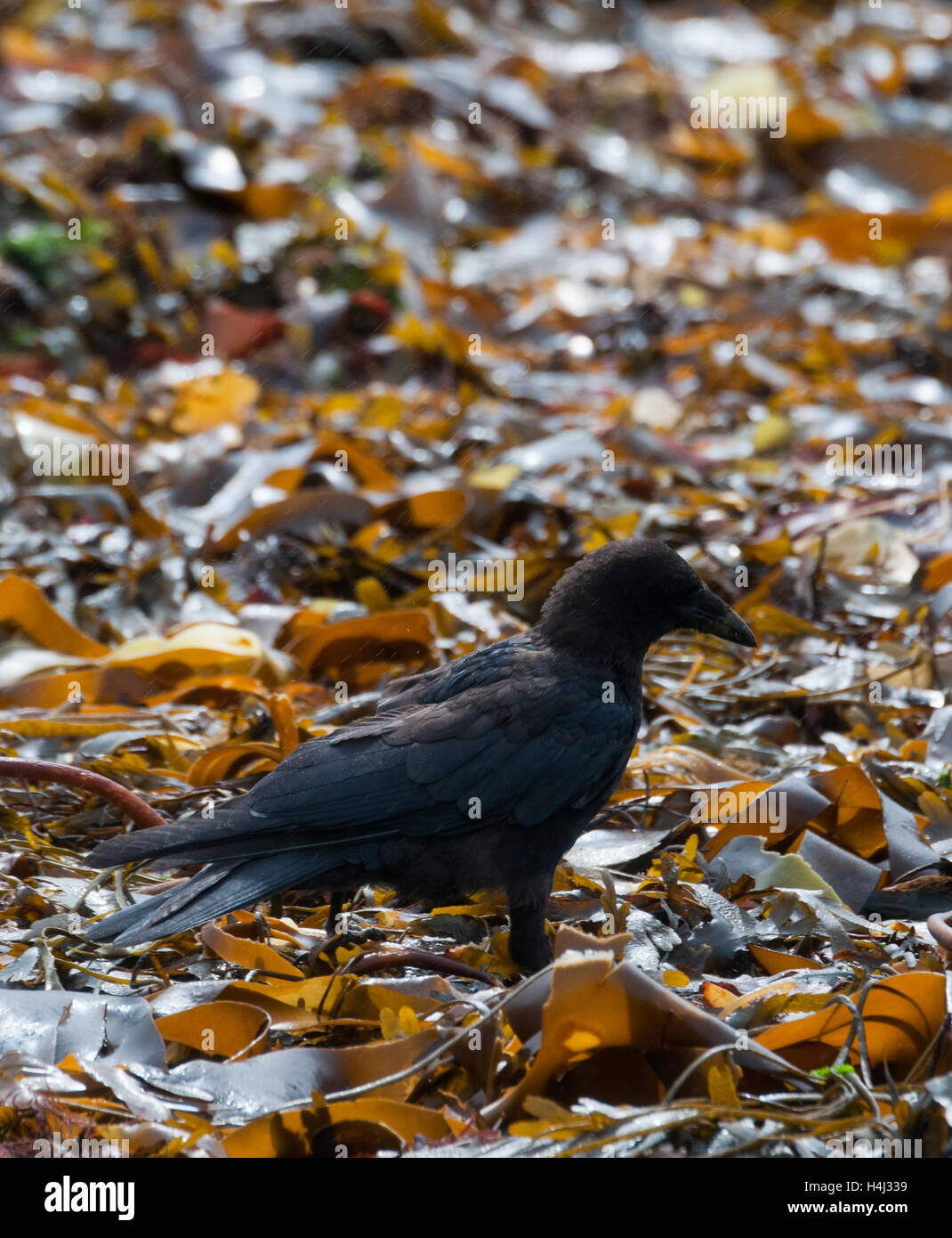 Crow (Corvus corone) amongst sea weed Stock Photo - Alamy