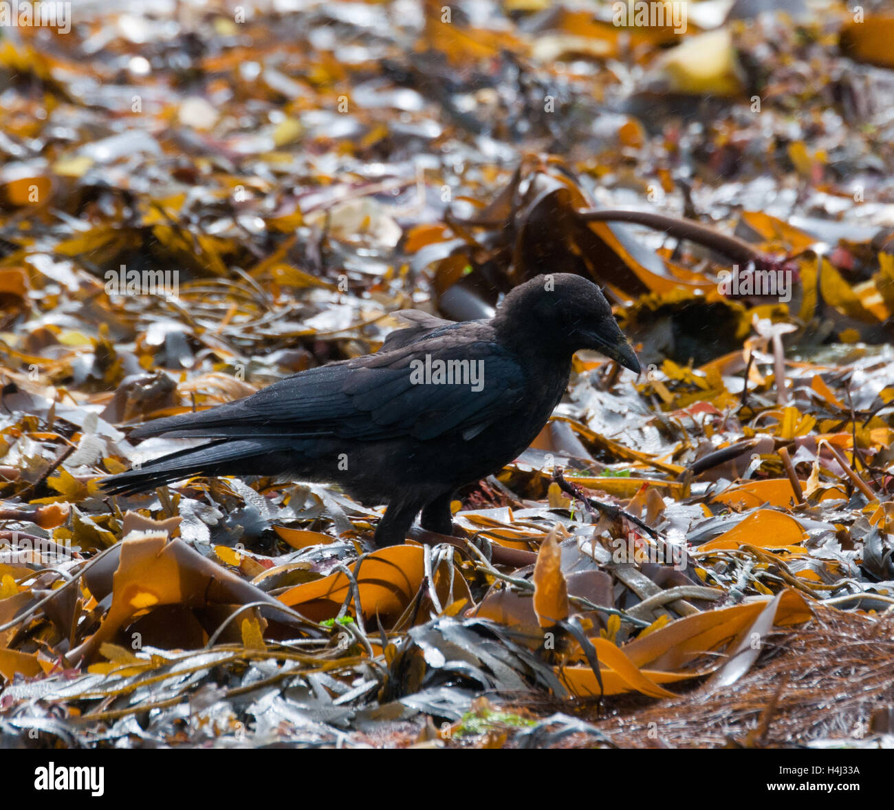 Crow (Corvus corone) amongst sea weed Stock Photo - Alamy