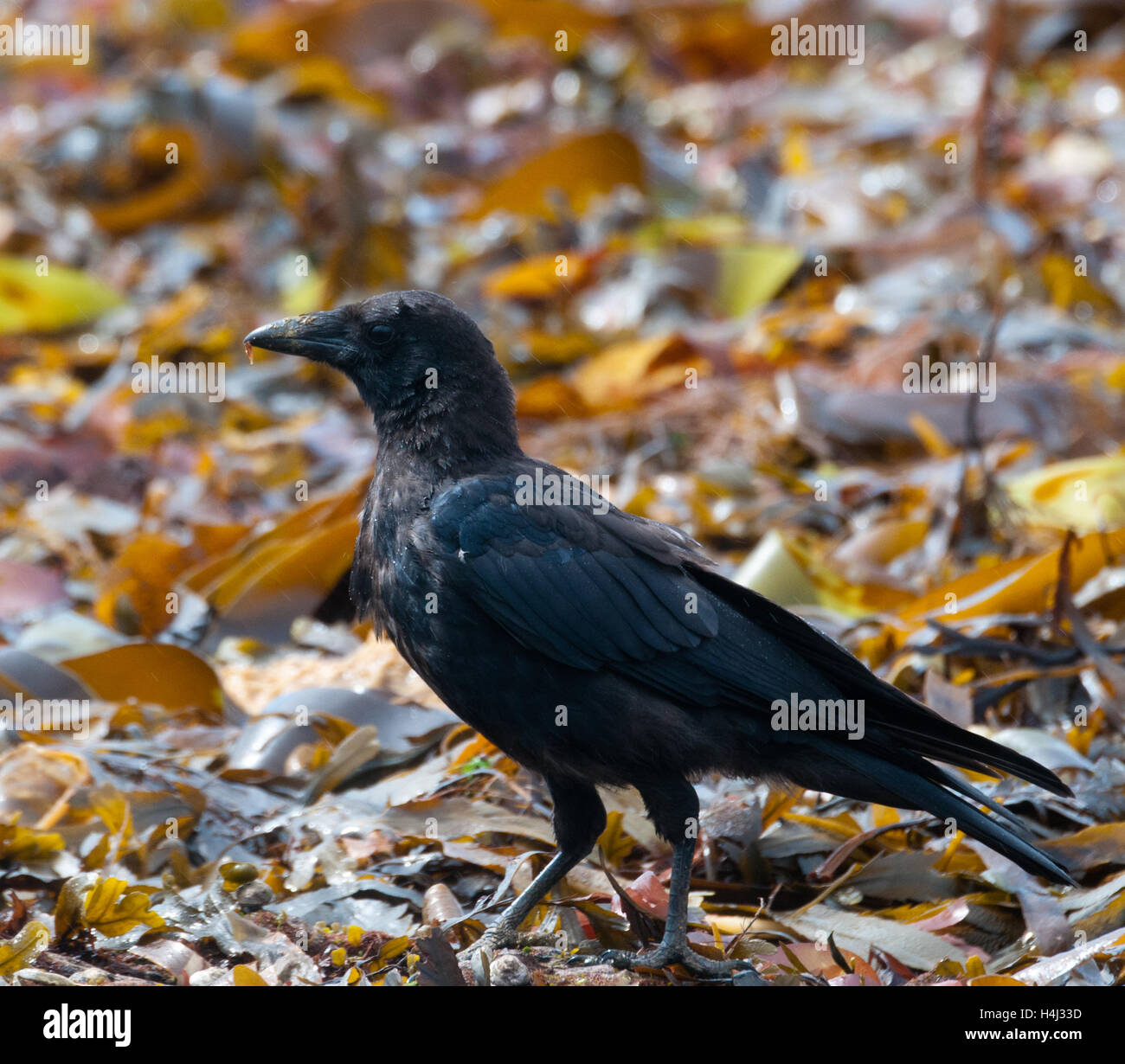 Crow (Corvus corone) amongst sea weed Stock Photo - Alamy